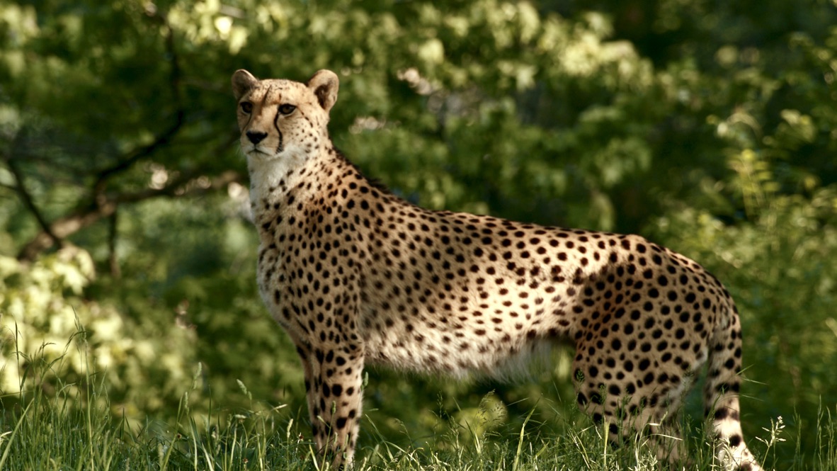 Tierarten aus Asien - Asiatische Raubkatzen im Kölner Zoo Raubtiere